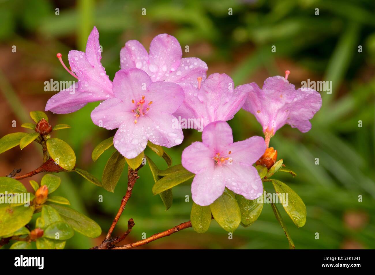 Azalea in bloom, The Rhododendron Garden, Hendricks Park, Eugene ...