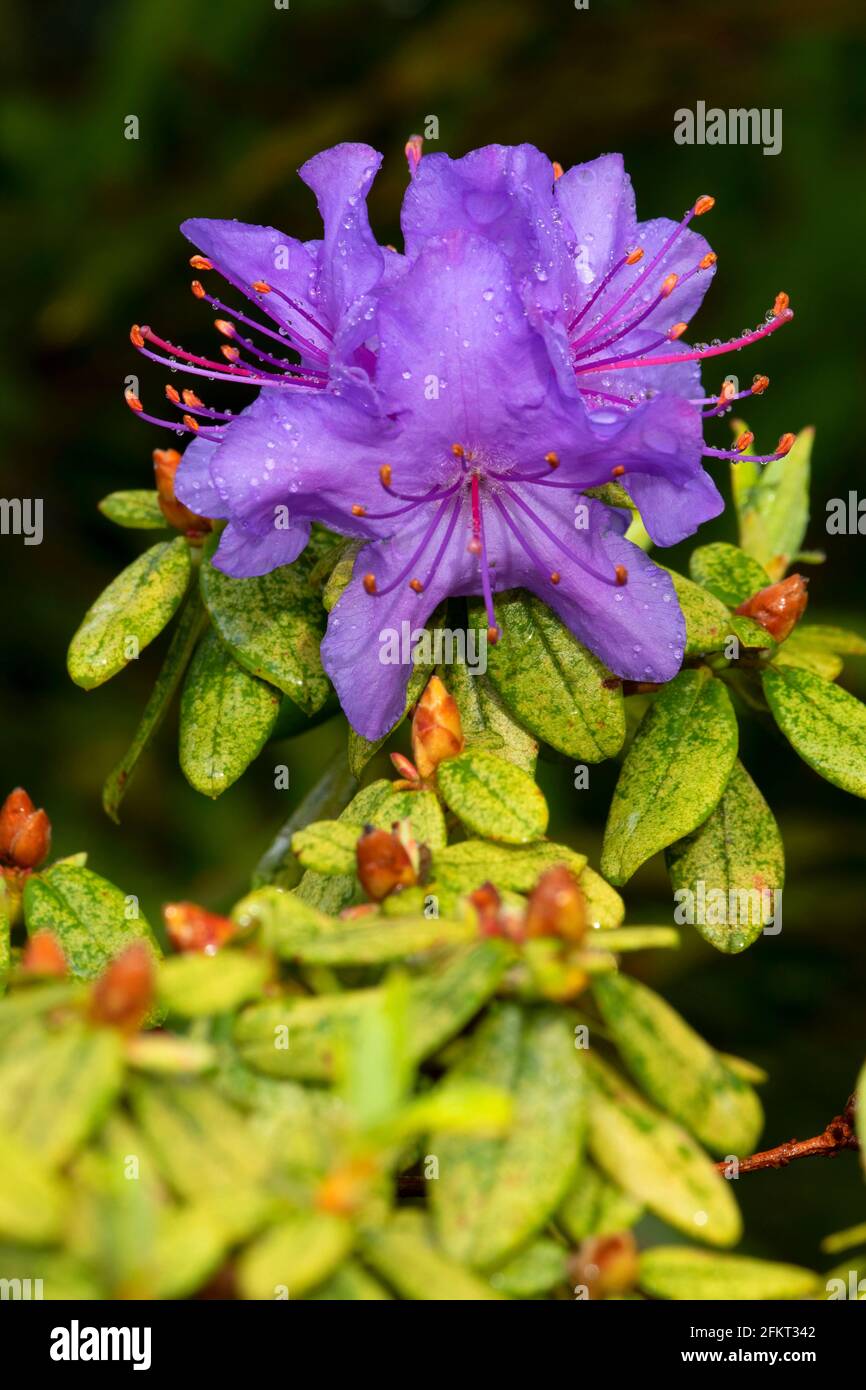 Azalea in bloom, The Rhododendron Garden, Hendricks Park, Eugene ...