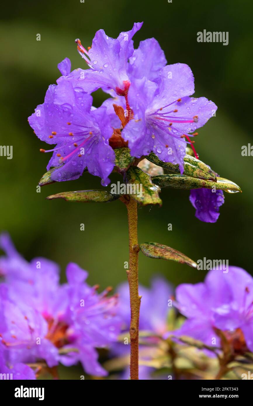 Azalea in bloom, The Rhododendron Garden, Hendricks Park, Eugene ...