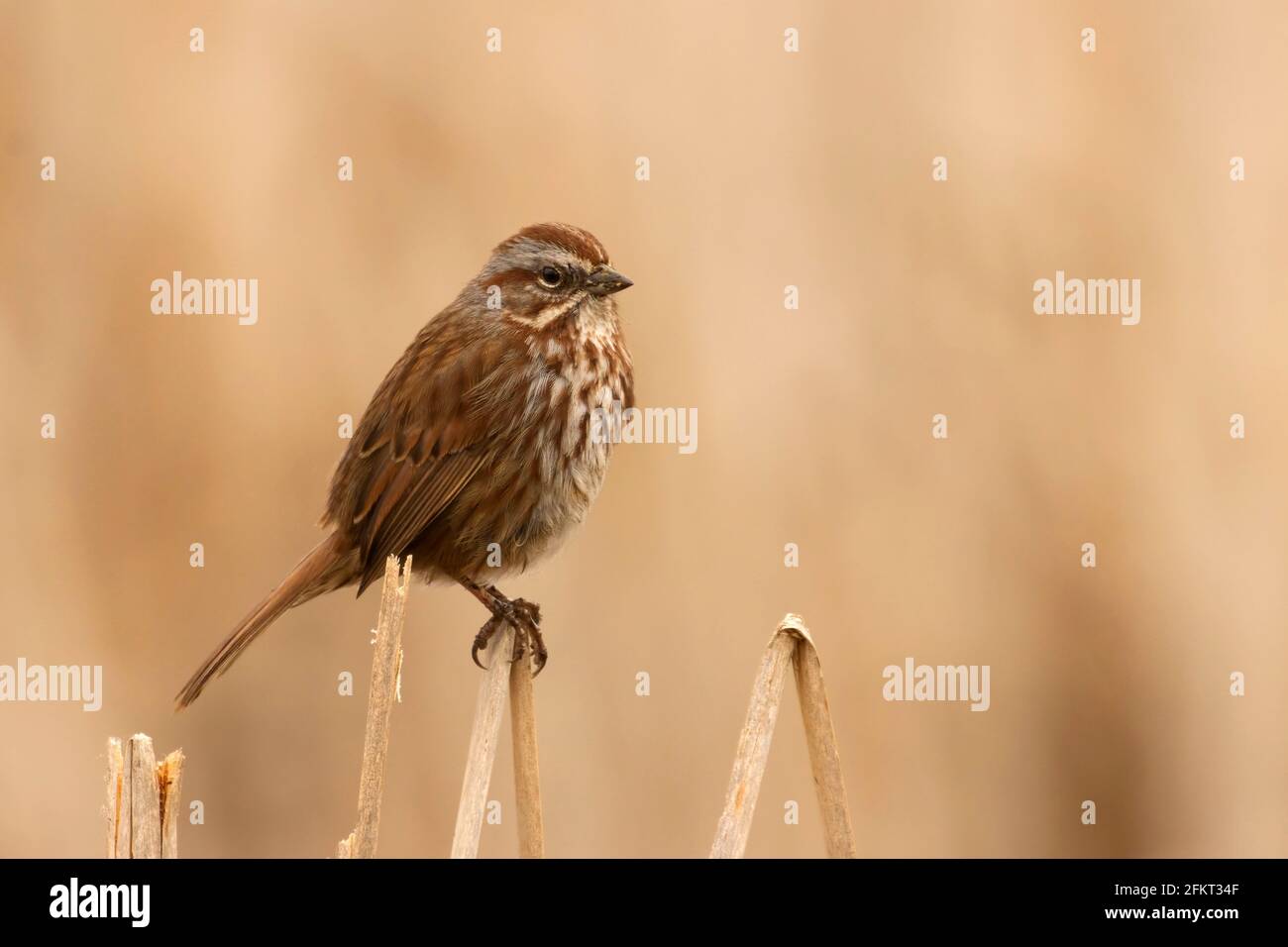 Sparrow, Talking Water Gardens, Albany, Oregon Stock Photo - Alamy