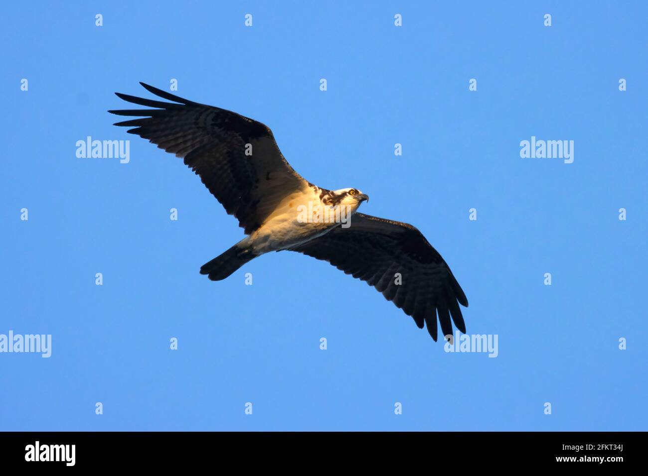 Osprey (Pandion haliaetus), EE Wilson Wildlife Area, Oregon Stock Photo ...