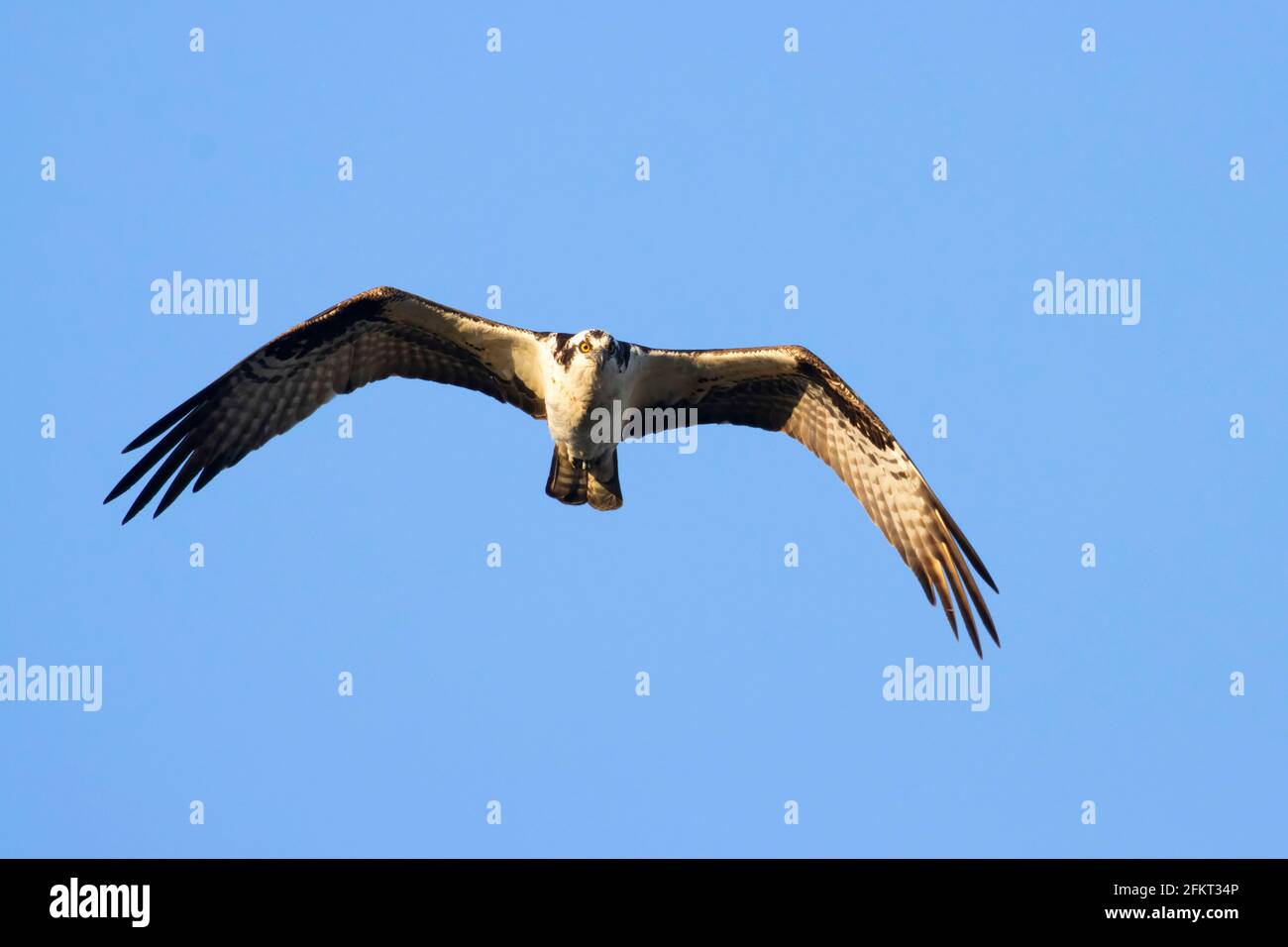 Osprey (Pandion haliaetus), EE Wilson Wildlife Area, Oregon Stock Photo ...