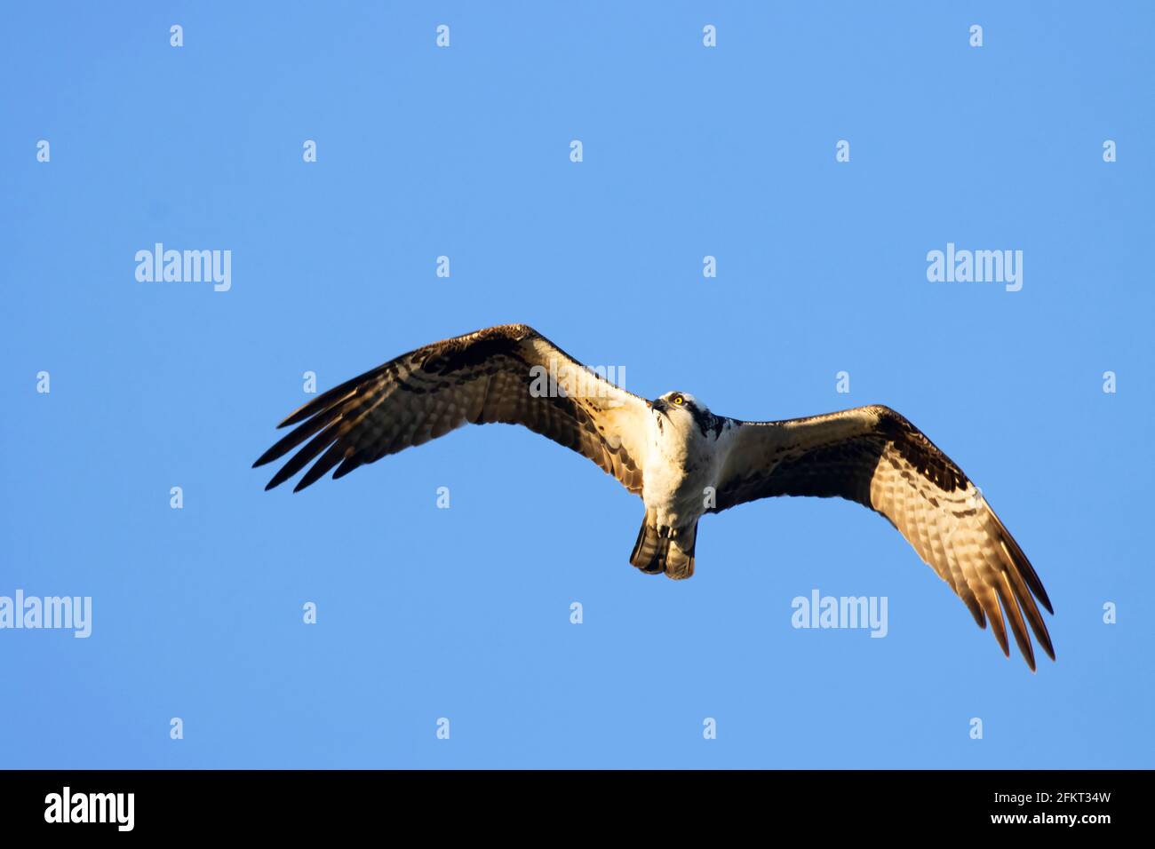 Osprey (Pandion haliaetus), EE Wilson Wildlife Area, Oregon Stock Photo ...