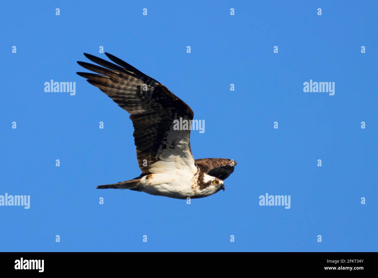 Osprey (Pandion haliaetus), EE Wilson Wildlife Area, Oregon Stock Photo ...