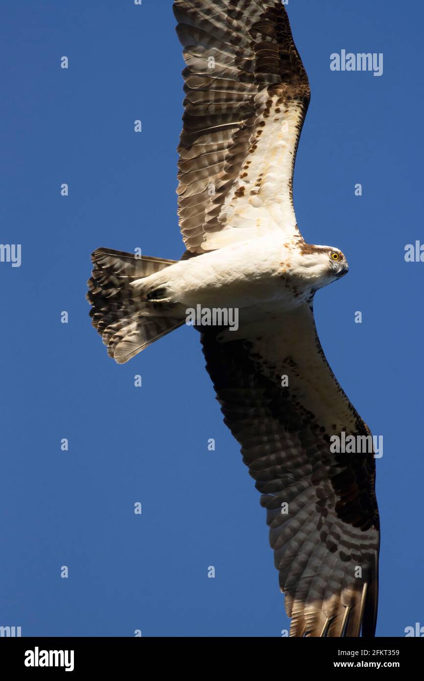 Osprey (Pandion haliaetus), EE Wilson Wildlife Area, Oregon Stock Photo ...