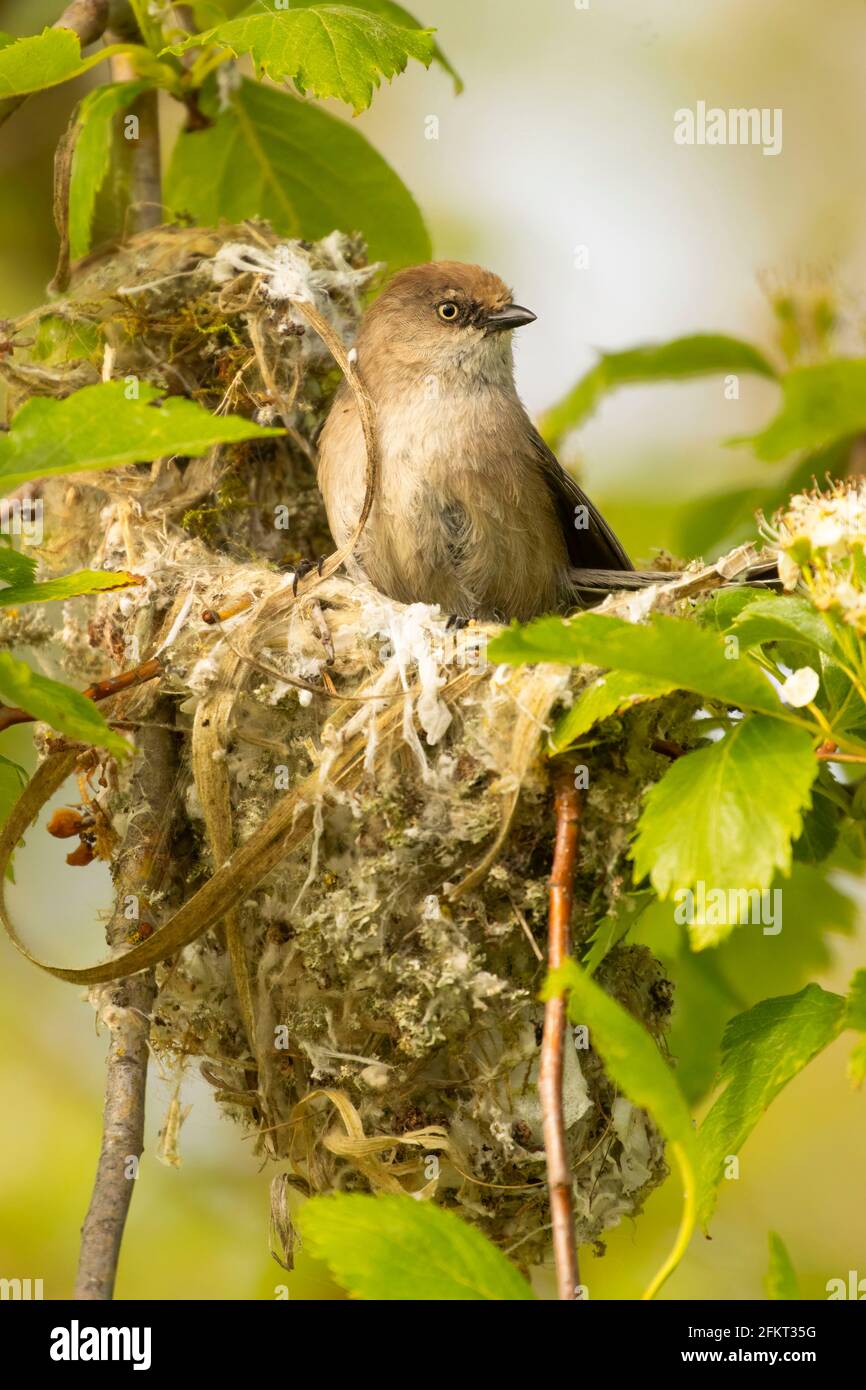 American Bushtit (Psaltriparus minimus) at nest, St Louis Ponds Public ...