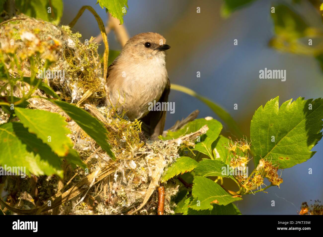 American Bushtit (Psaltriparus minimus) at nest, St Louis Ponds Public ...