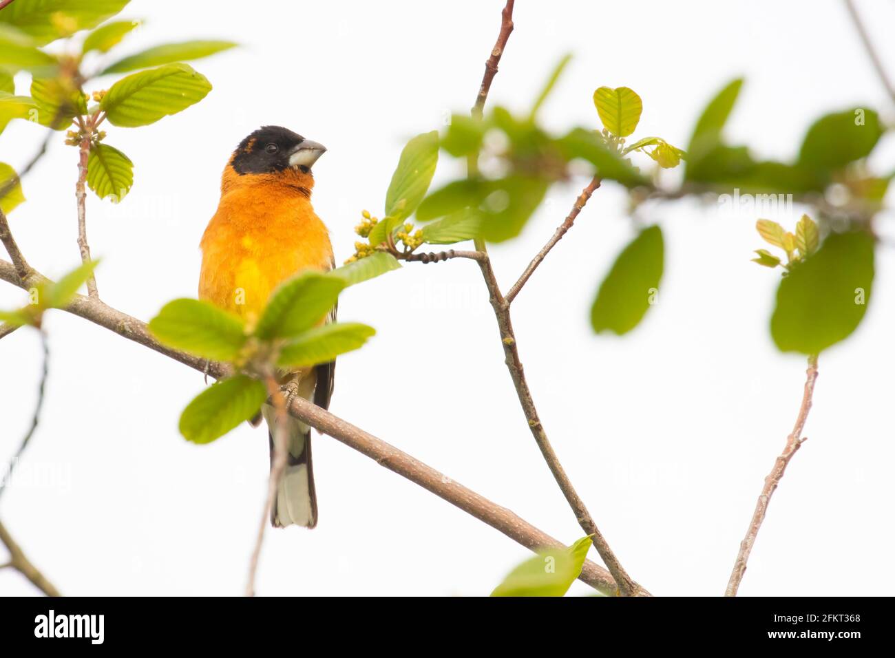 Black-headed grosbeak (Pheucticus melanocephalus), St Louis Ponds ...