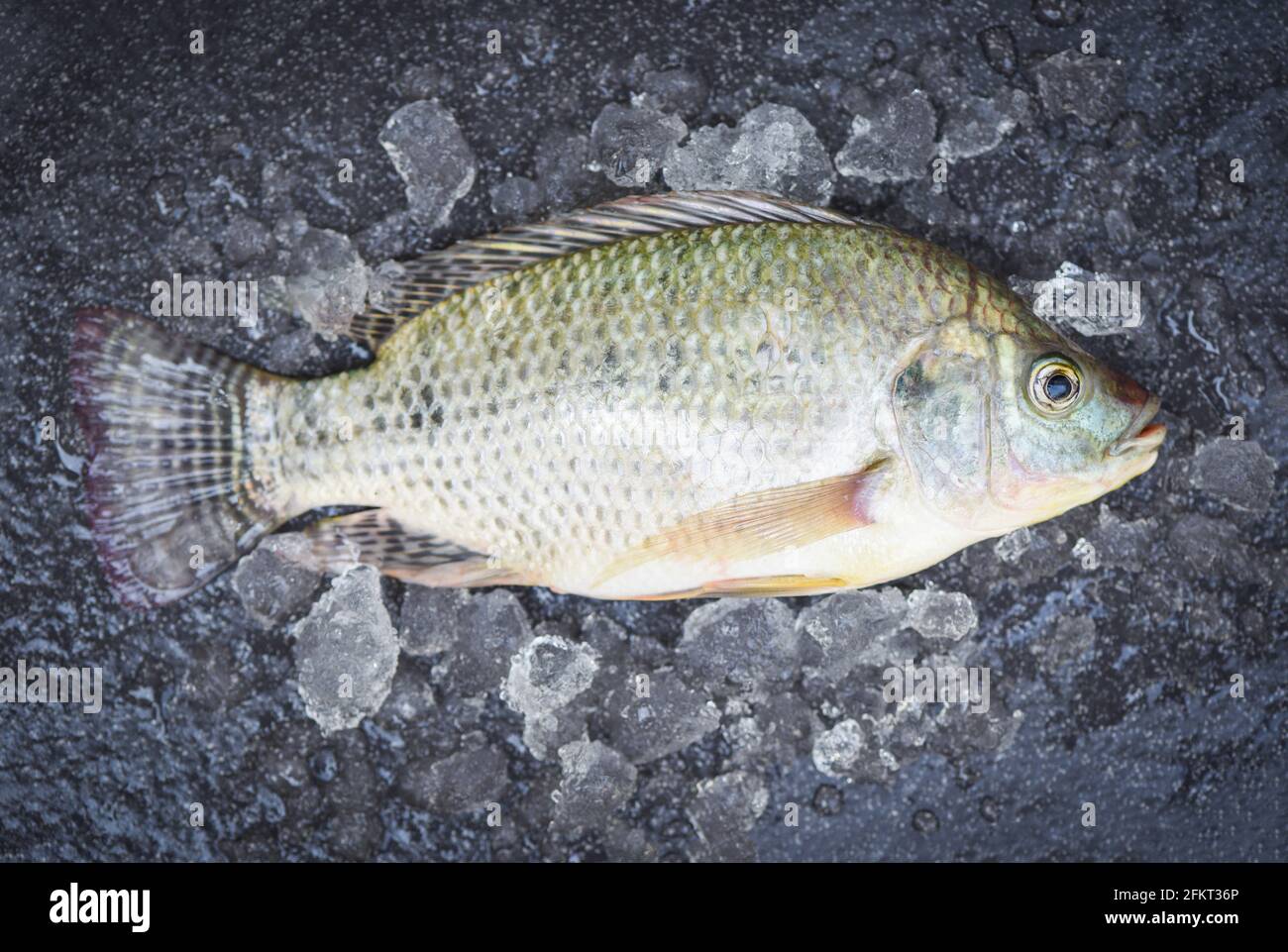 Tilapia fish freshwater for cooking food in the asian restaurant, Fresh ...