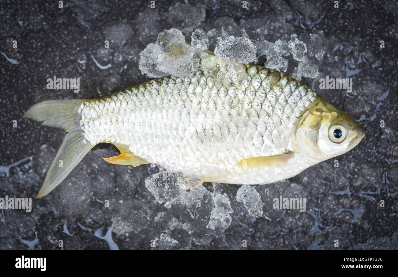 Silver Barb fish on ice, Java Barb Carp Fish on market food on dark ...