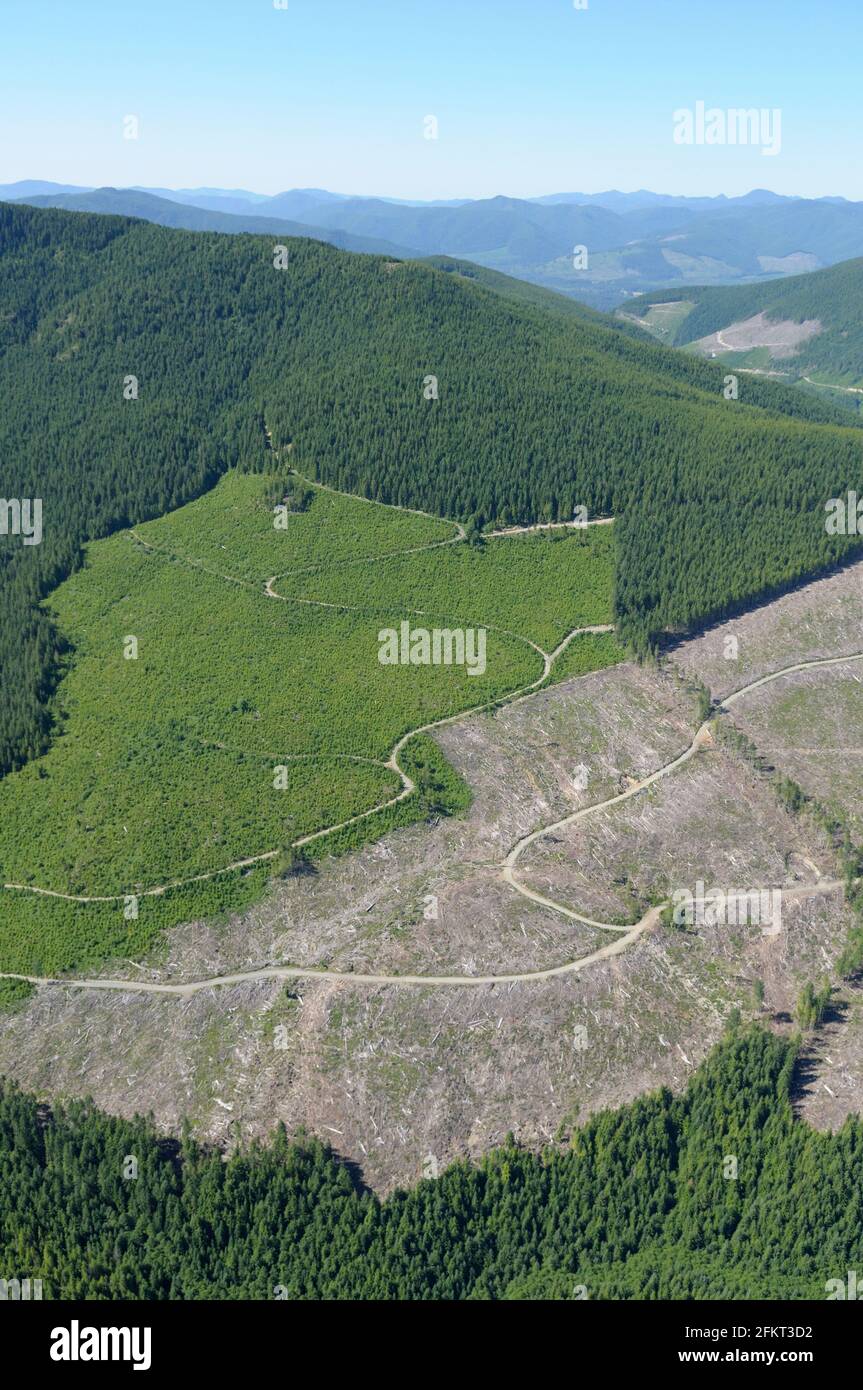 Aerial photo of clear cut logging, Vancouver Island, British Columbia ...