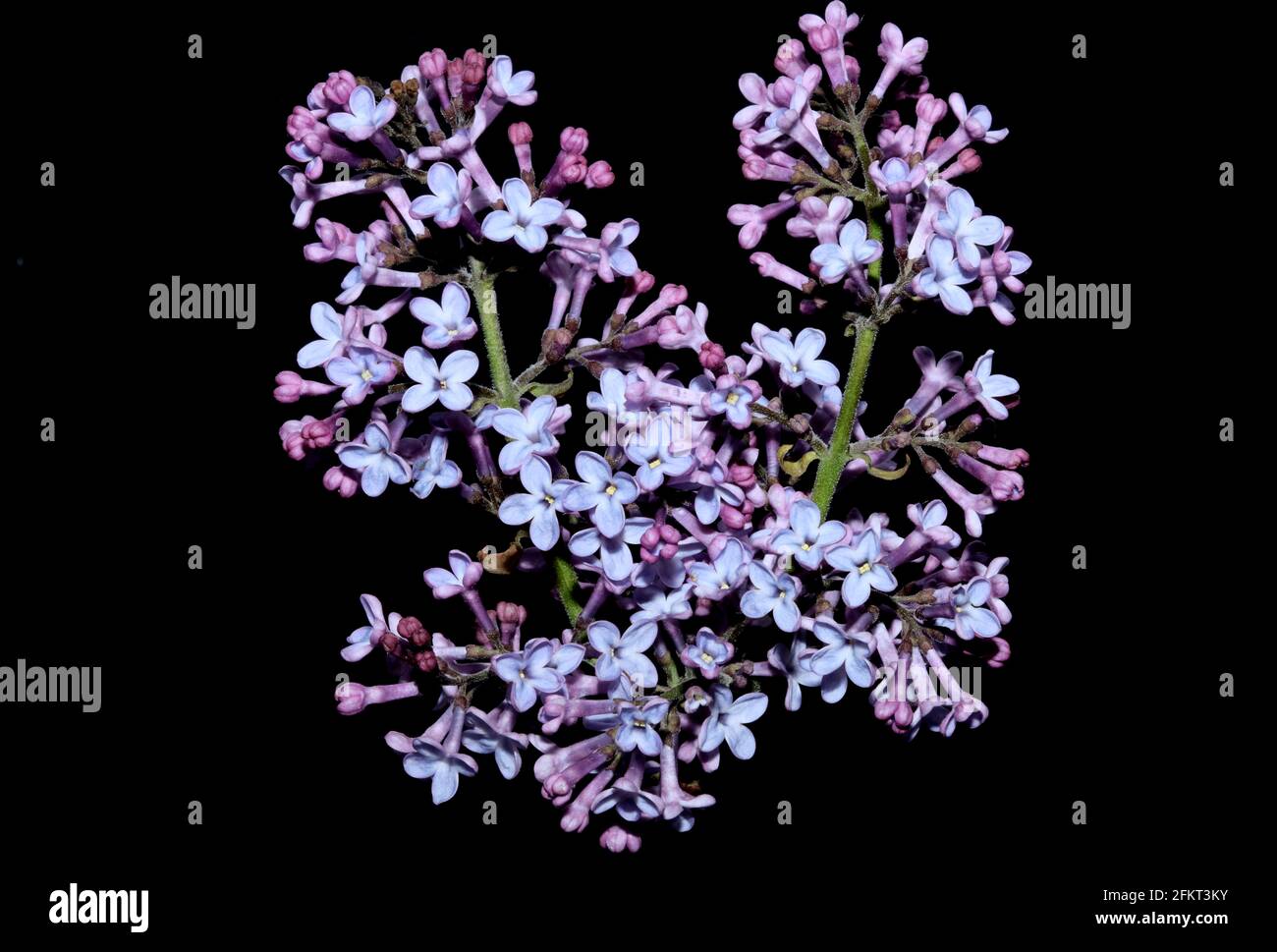 Purple flower blossom close up background Syringa vulgaris family ...