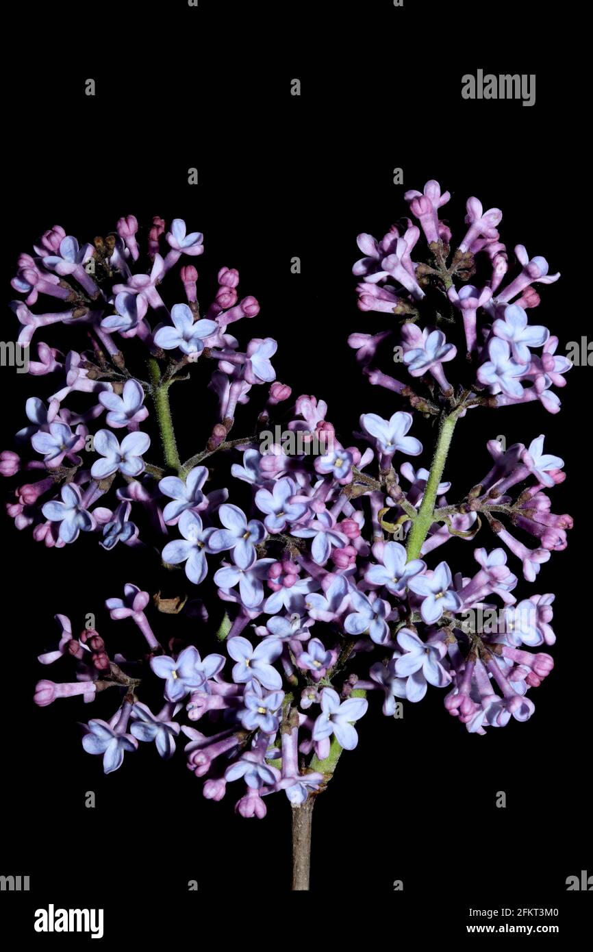 Purple flower blossom close up background Syringa vulgaris family ...
