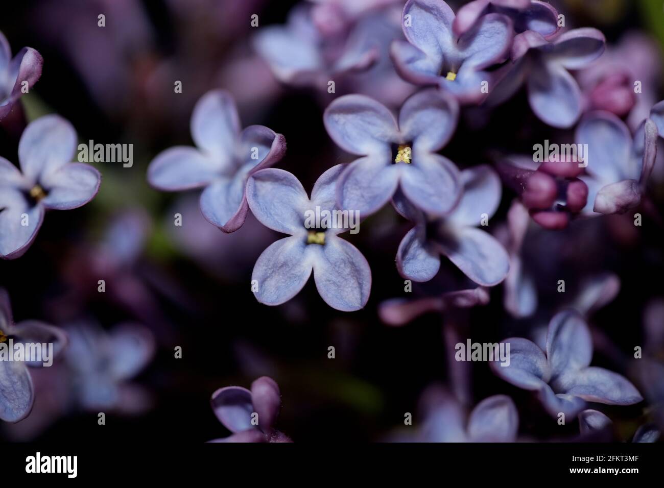 Purple flower blossom close up background Syringa vulgaris family ...