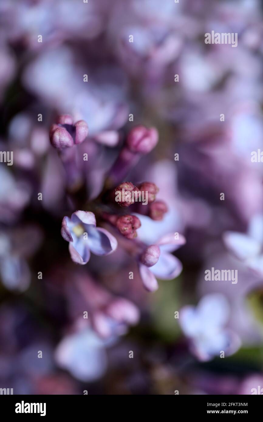 Purple flower blossom close up background Syringa vulgaris family ...