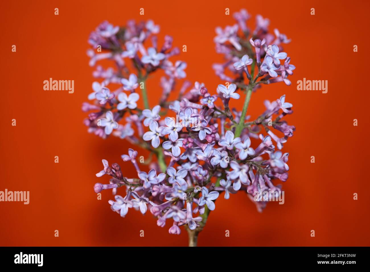 Purple flower blossom close up background Syringa vulgaris family ...