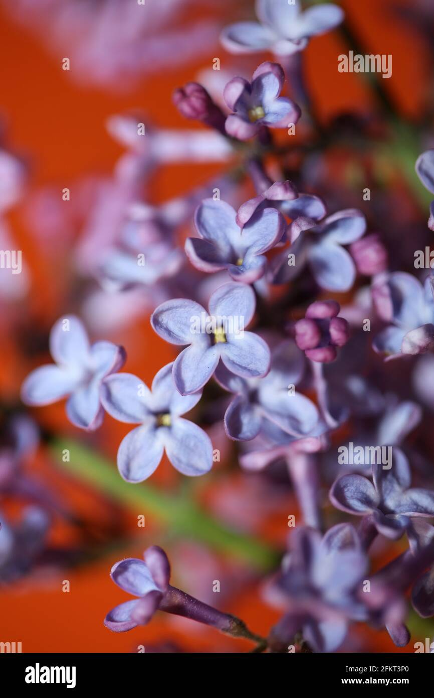 Purple flower blossom close up background Syringa vulgaris family ...
