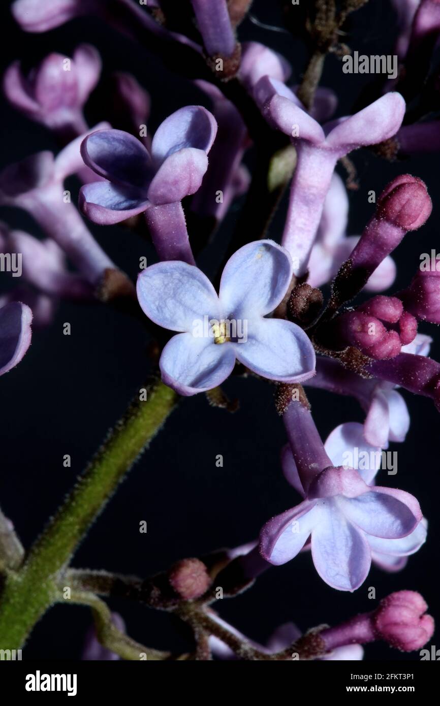 Purple flower blossom close up background Syringa vulgaris family ...