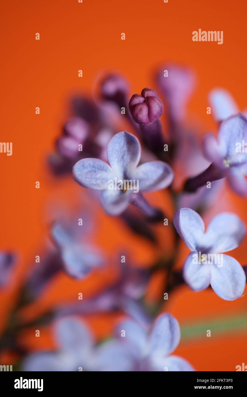 Purple flower blossom close up background Syringa vulgaris family ...