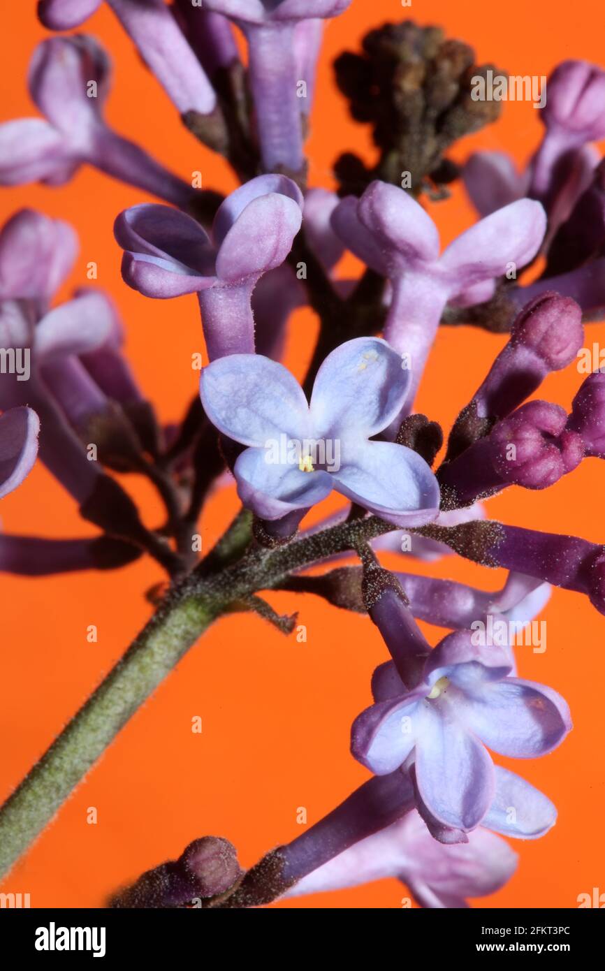 Purple flower blossom close up background Syringa vulgaris family ...