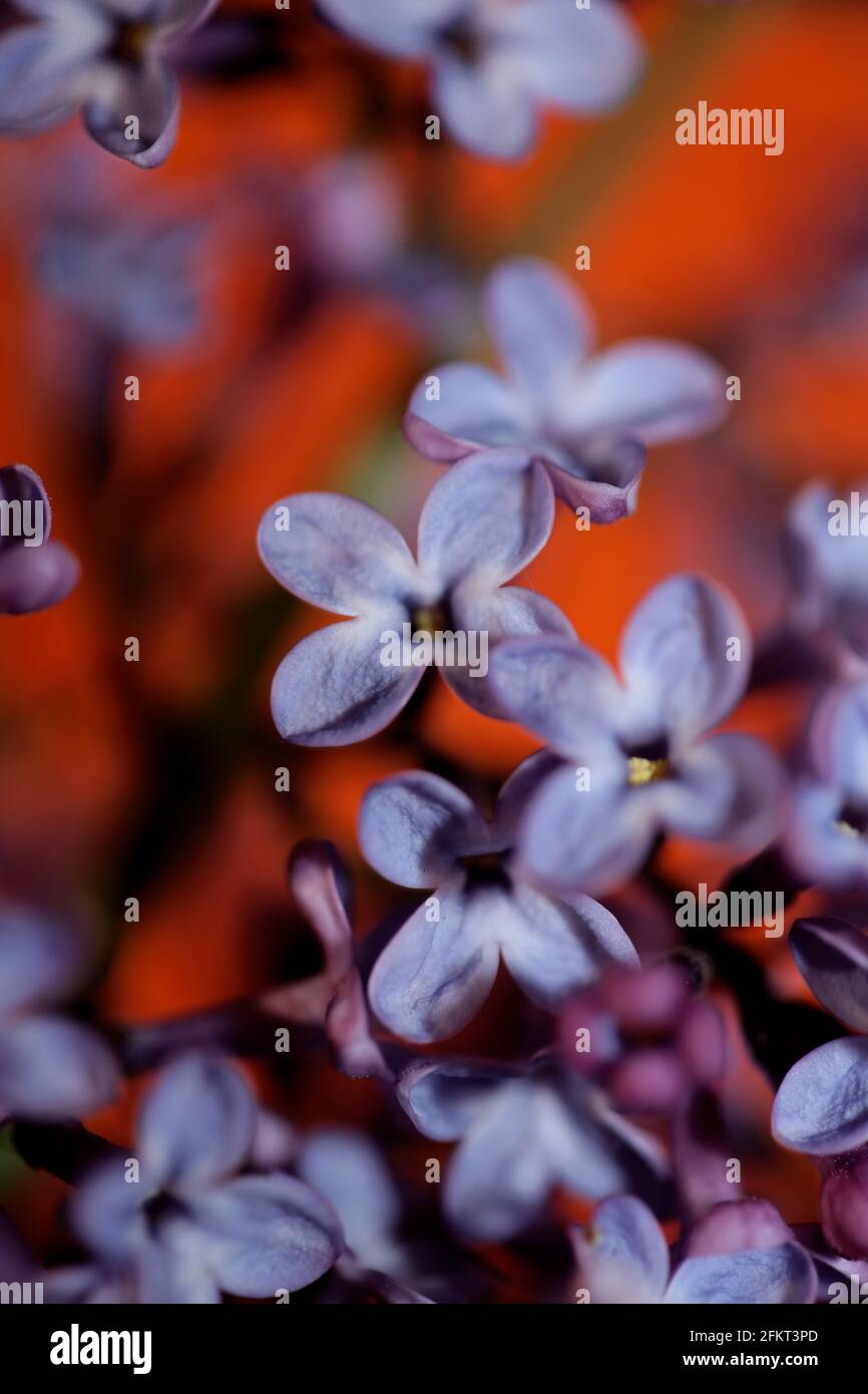 Purple flower blossom close up background Syringa vulgaris family ...