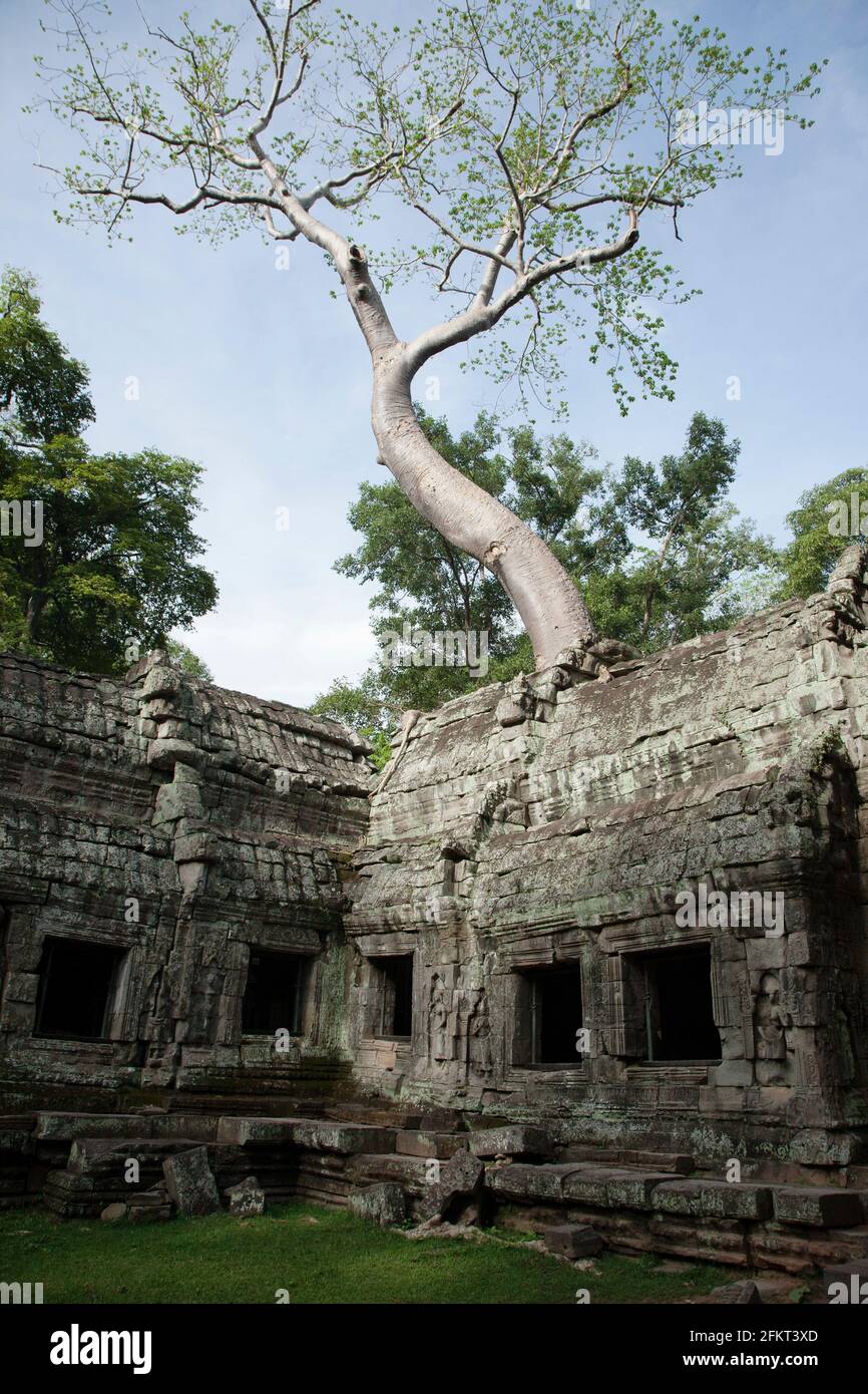 Tree at Angkor Temples in Cambodia Stock Photo - Alamy