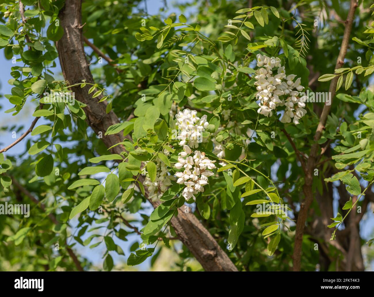 Robinia pseudoacacia leaf hi-res stock photography and images - Alamy