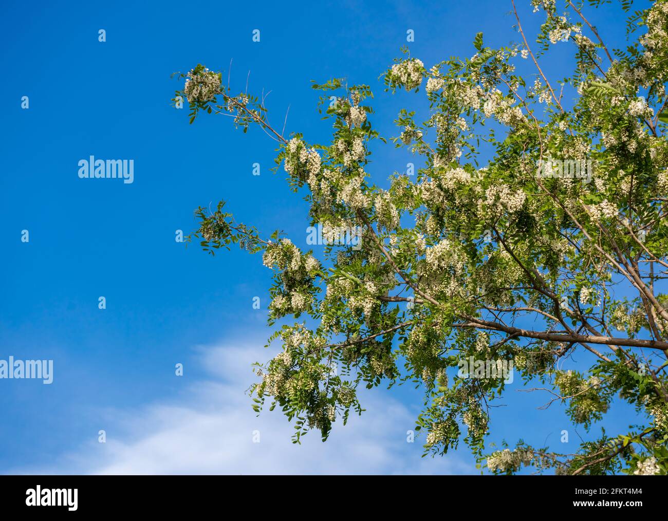 Locust tree blossom - Robinia pseudoacacia Stock Photo - Alamy
