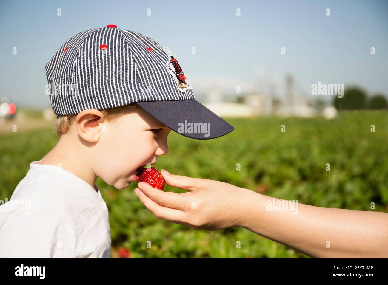 Hand of mother feeding strawberry to toddler son in strawberry field ...