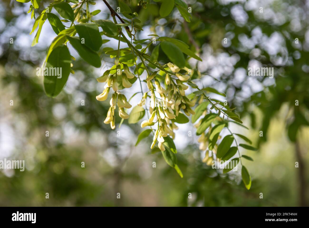 Locust tree blossom - Robinia pseudoacacia Stock Photo - Alamy