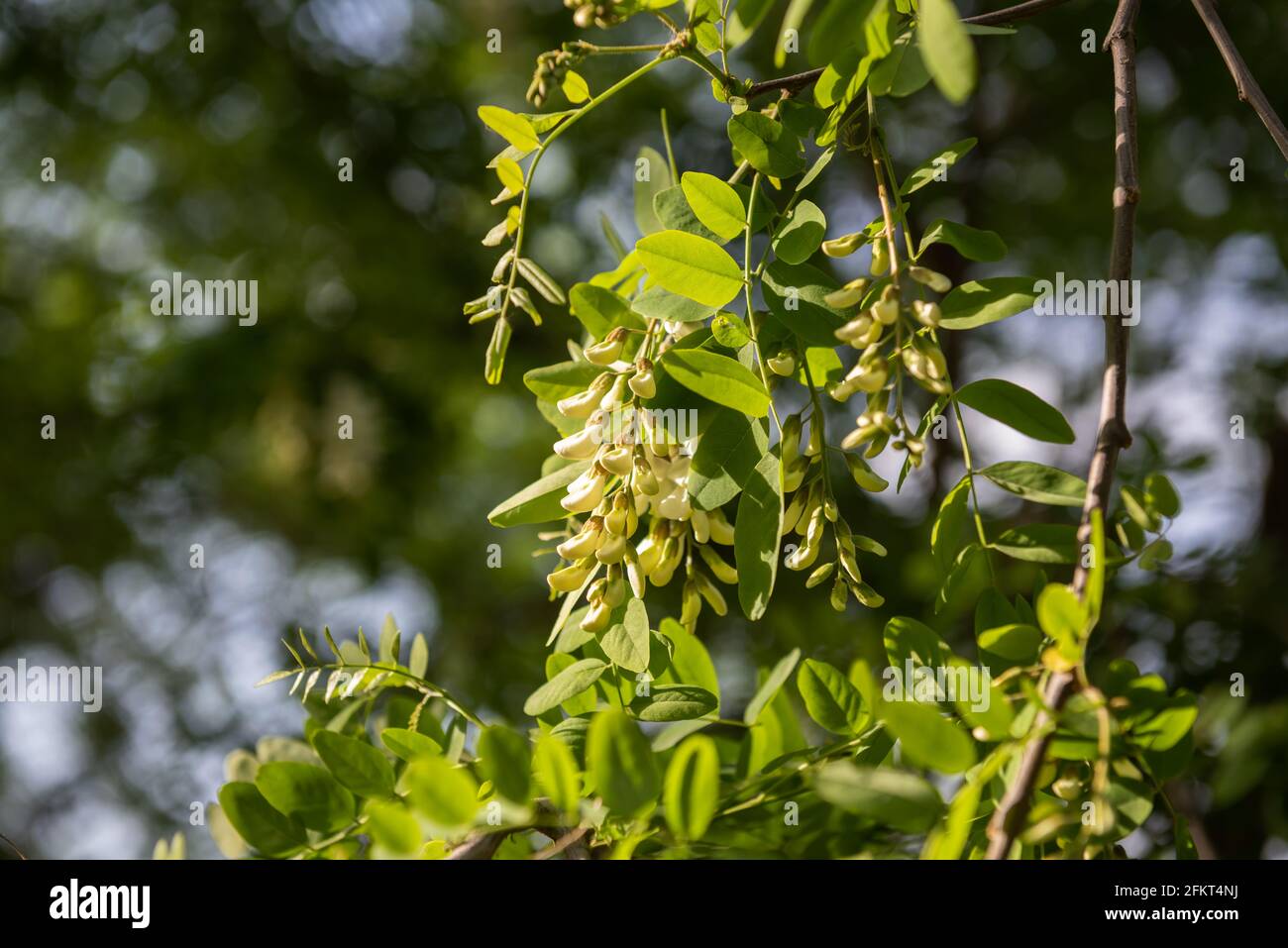 Locust tree blossom - Robinia pseudoacacia Stock Photo - Alamy