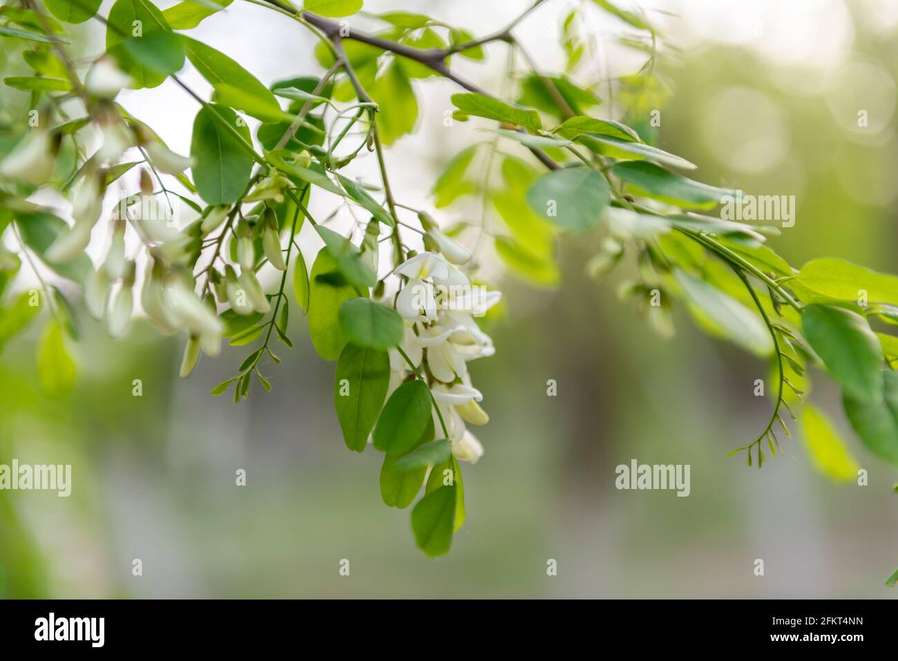 Locust tree blossom - Robinia pseudoacacia Stock Photo - Alamy