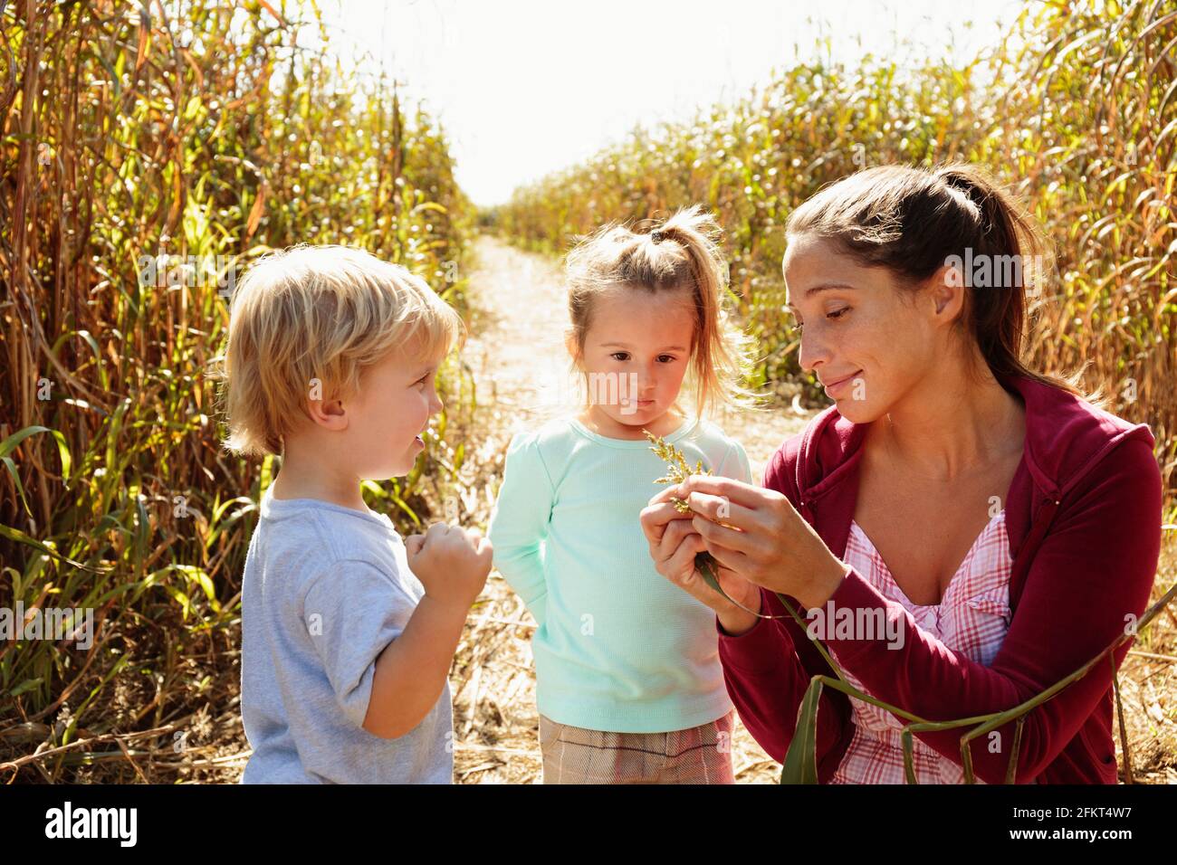 Children in corn field hi-res stock photography and images - Alamy