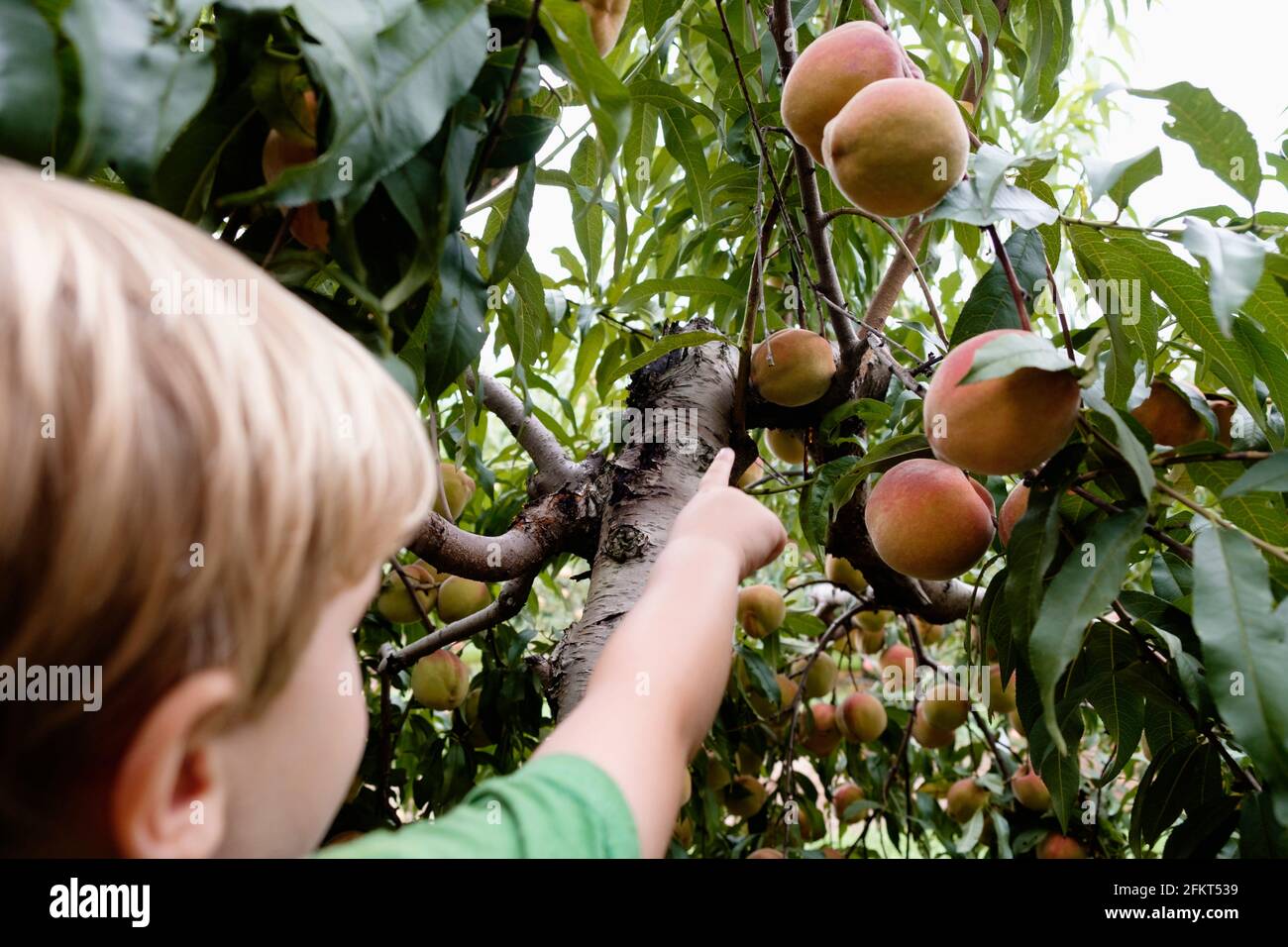 Rear view of boy reaching to pick peach from tree on fruit farm Stock ...