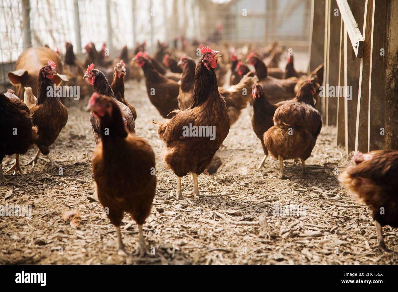 Chickens on farm Stock Photo - Alamy