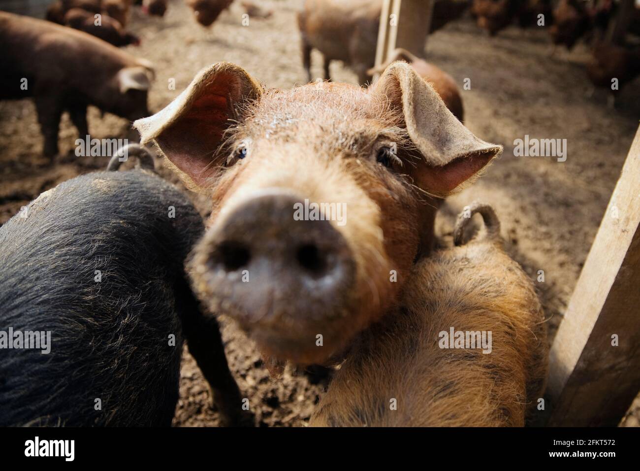Fed pigs hi-res stock photography and images - Alamy