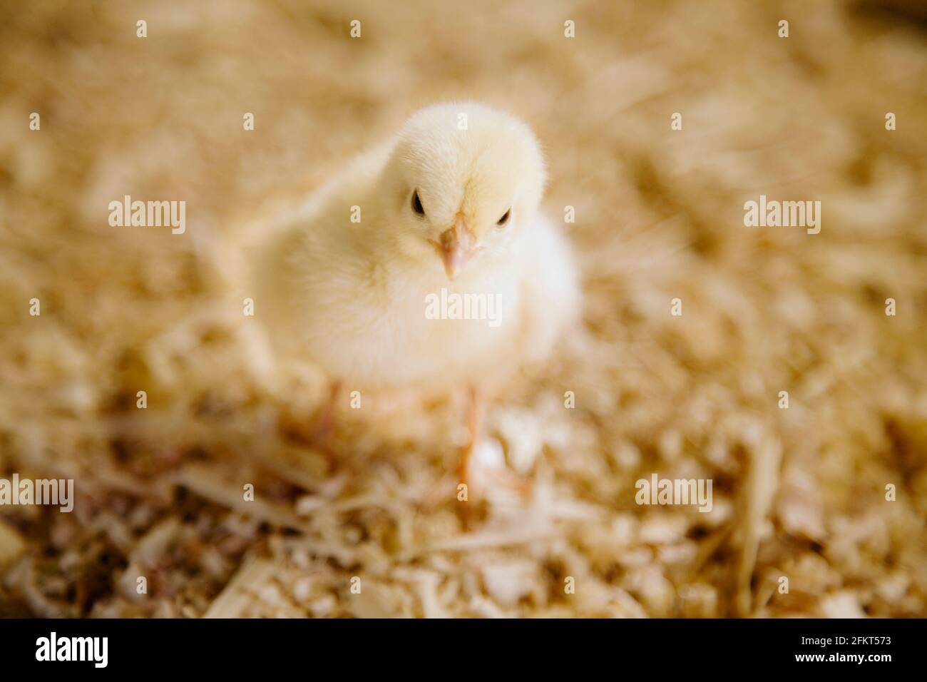 Chick close hi-res stock photography and images - Alamy
