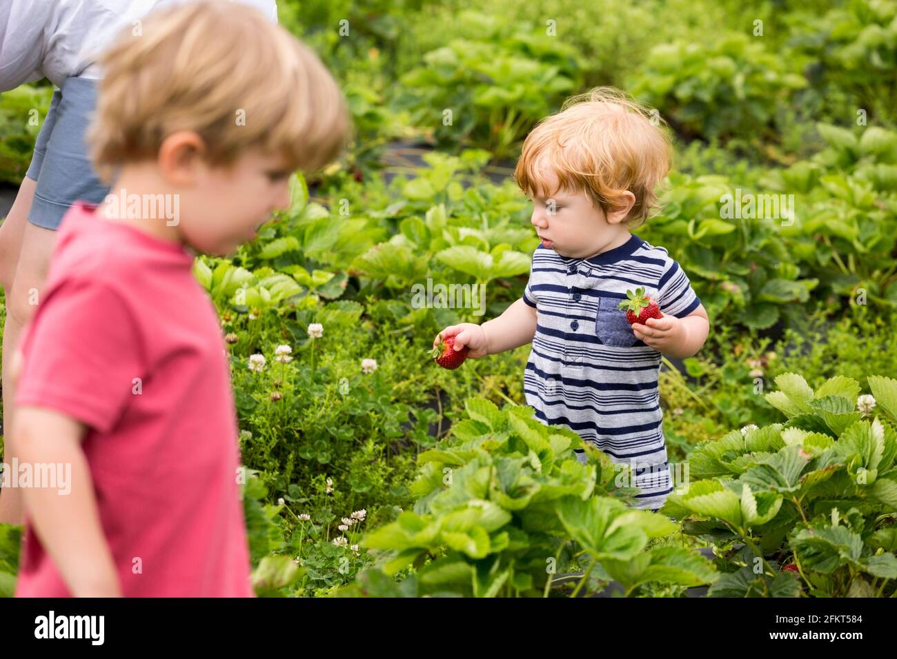 Mother and young sons picking strawberries Stock Photo - Alamy