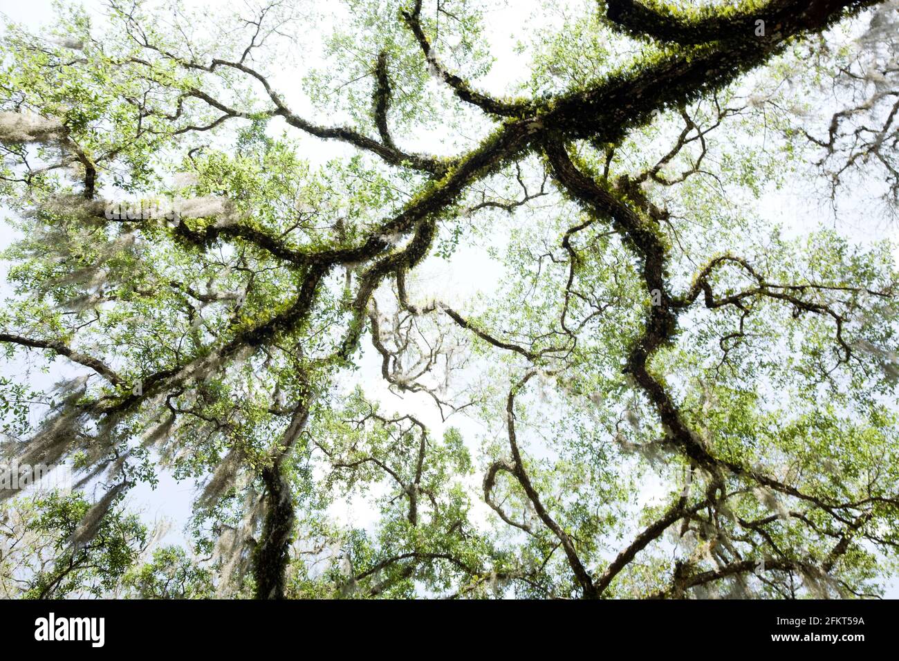 Oak tree, low angle view Stock Photo - Alamy