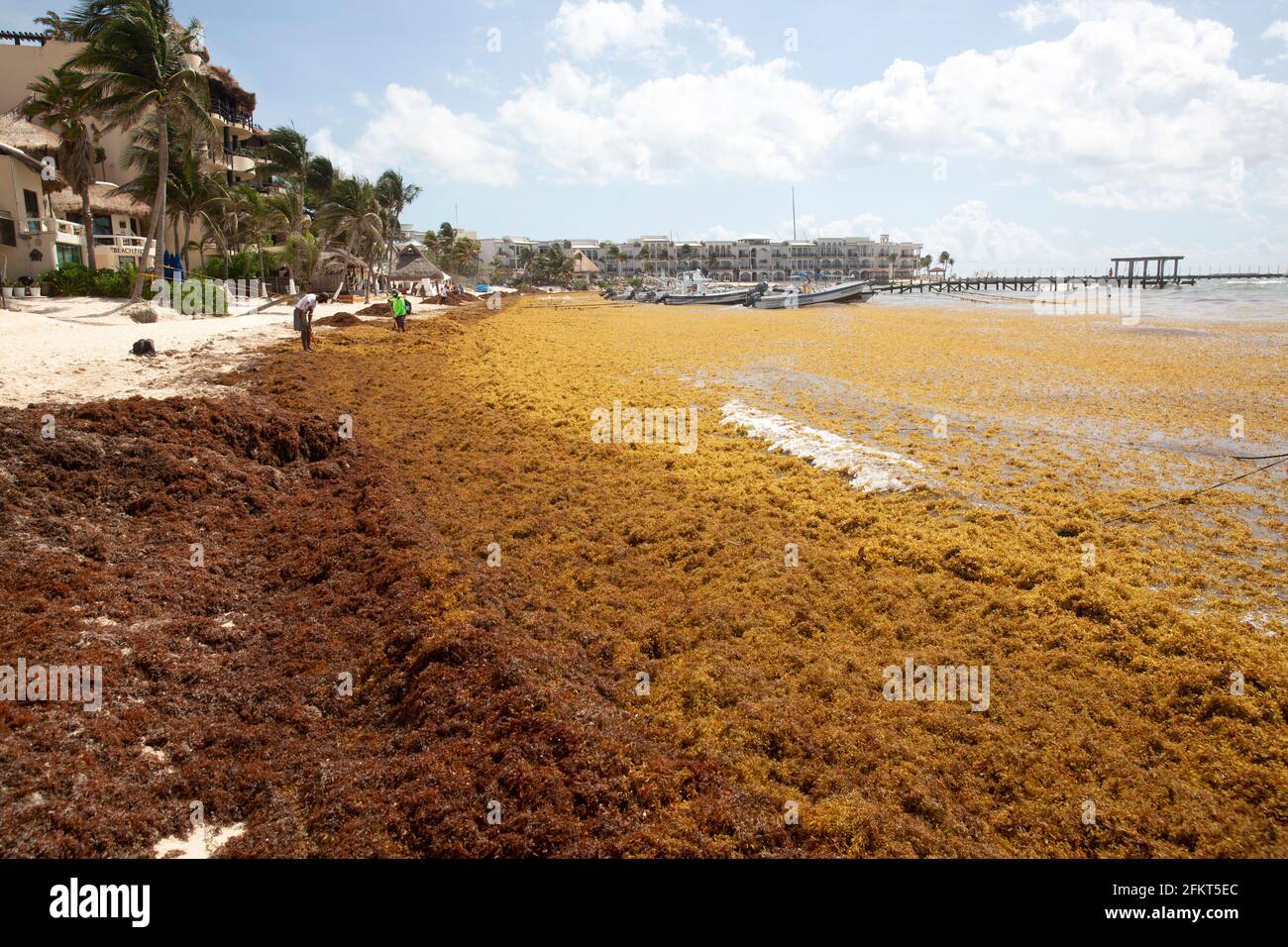 Sargassum plants hi-res stock photography and images - Alamy