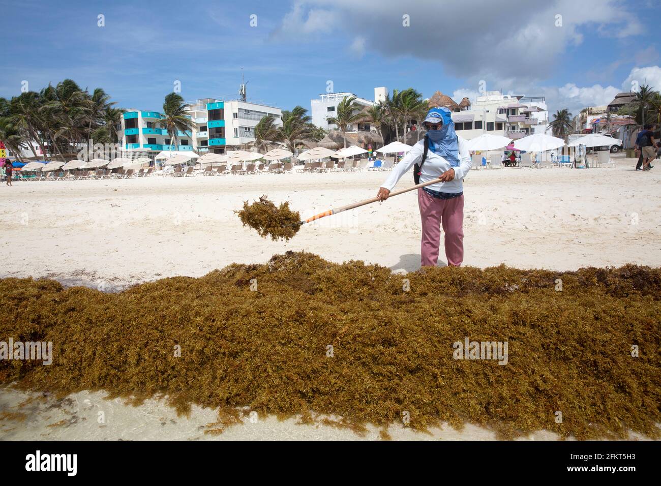 Sargassum seaweed atlantic fish hi-res stock photography and images - Alamy