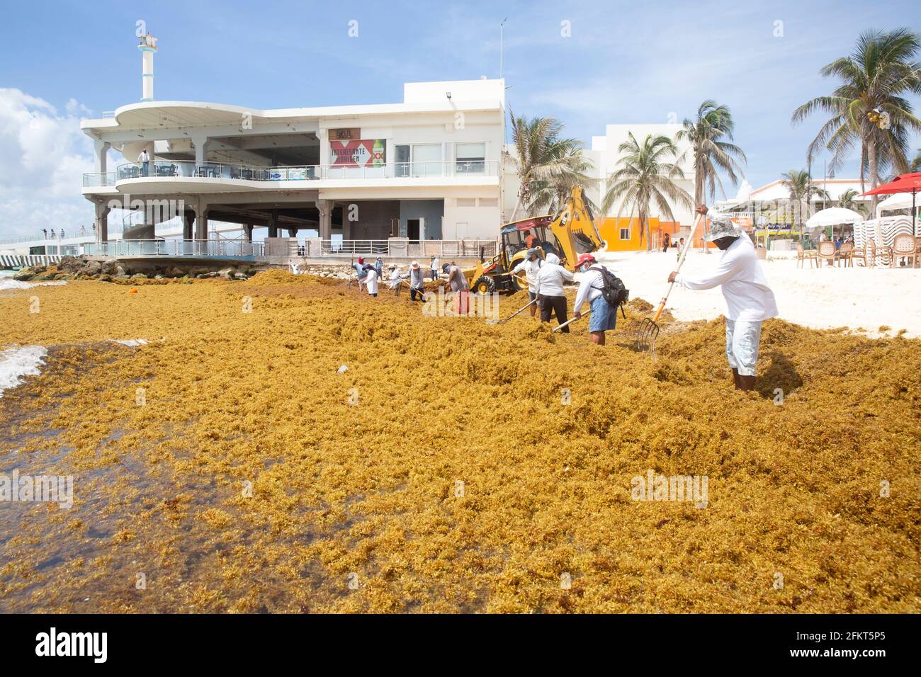 Sargassum plants hi-res stock photography and images - Alamy