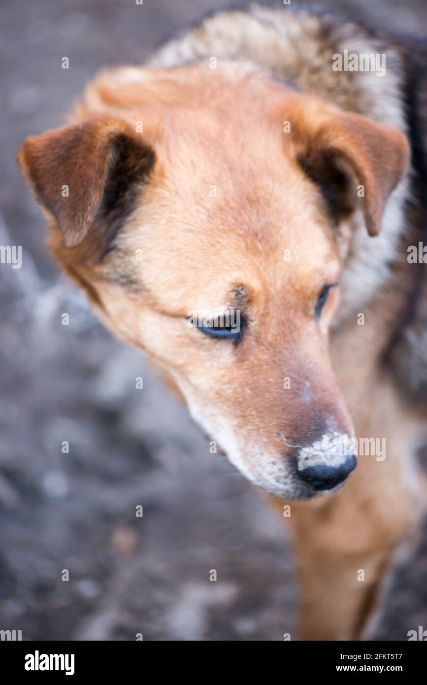 portrait of a big ginger dog beautiful Stock Photo - Alamy