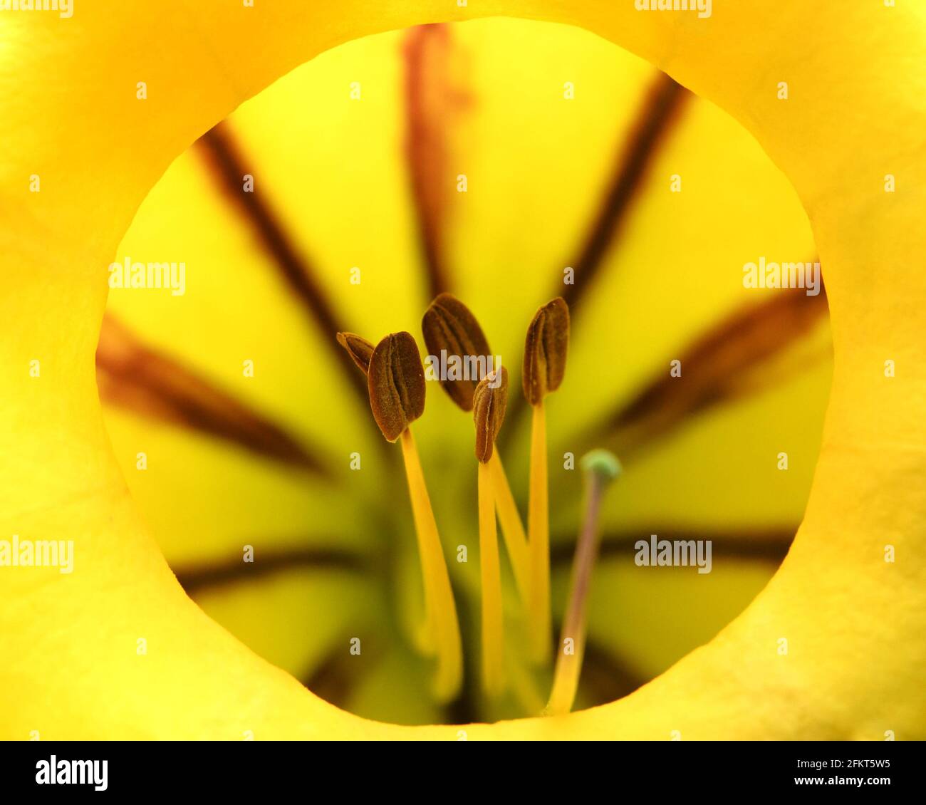 close up of yellow colour flower with pollen Stock Photo - Alamy