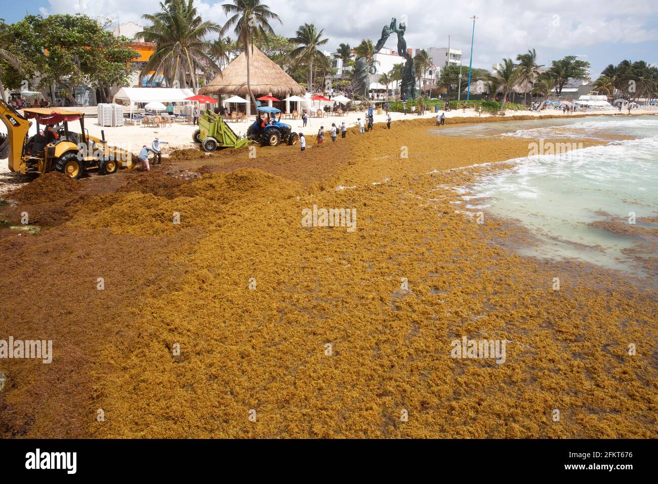 Sargassum Seaweed Atlantic Fish High Resolution Stock Photography and ...