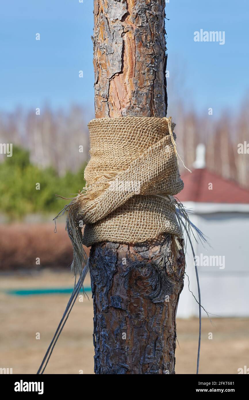 the trunk of one tree wrapped in a rag Stock Photo - Alamy