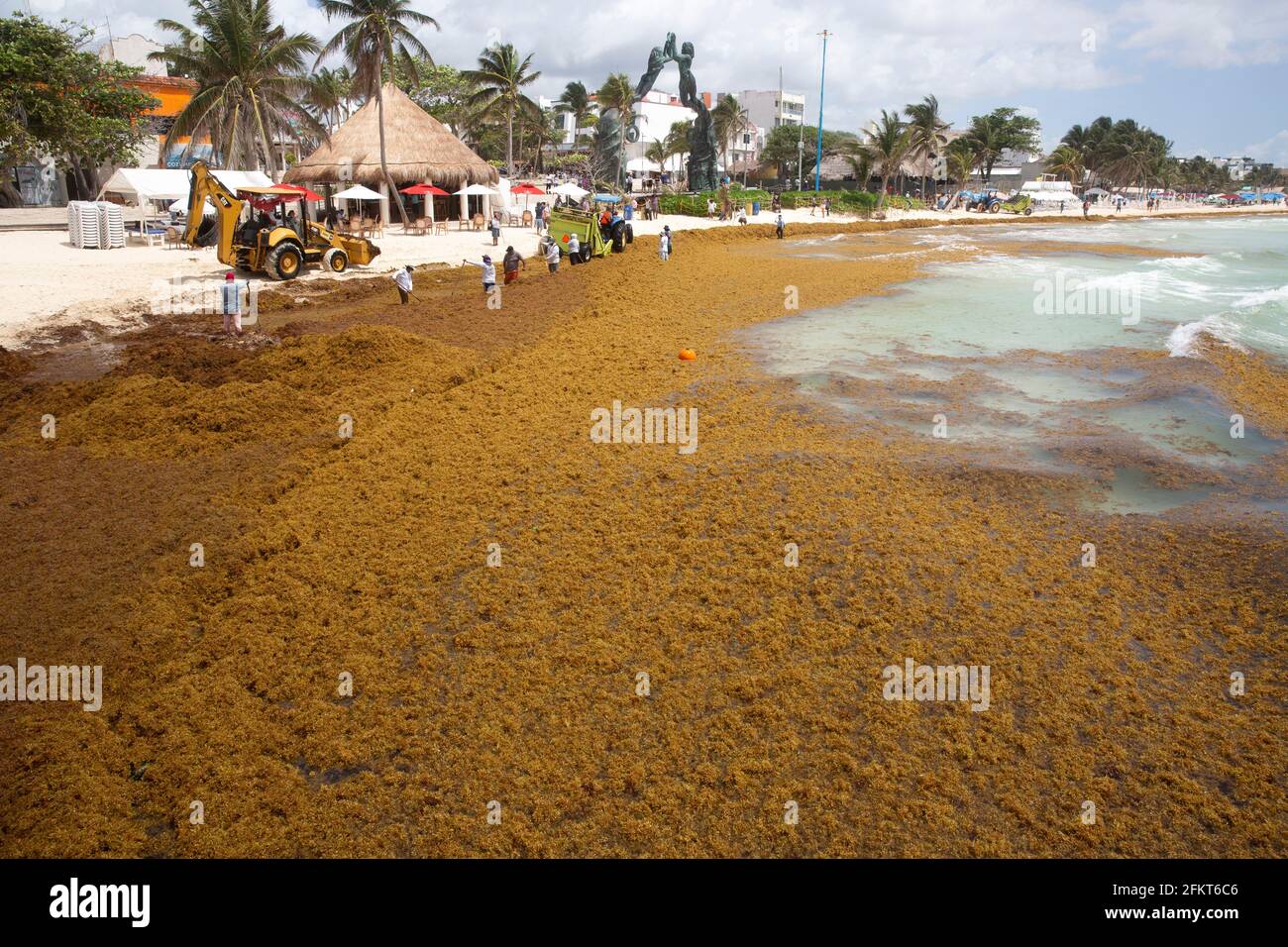 Sargassum seaweed atlantic fish hi-res stock photography and images - Alamy