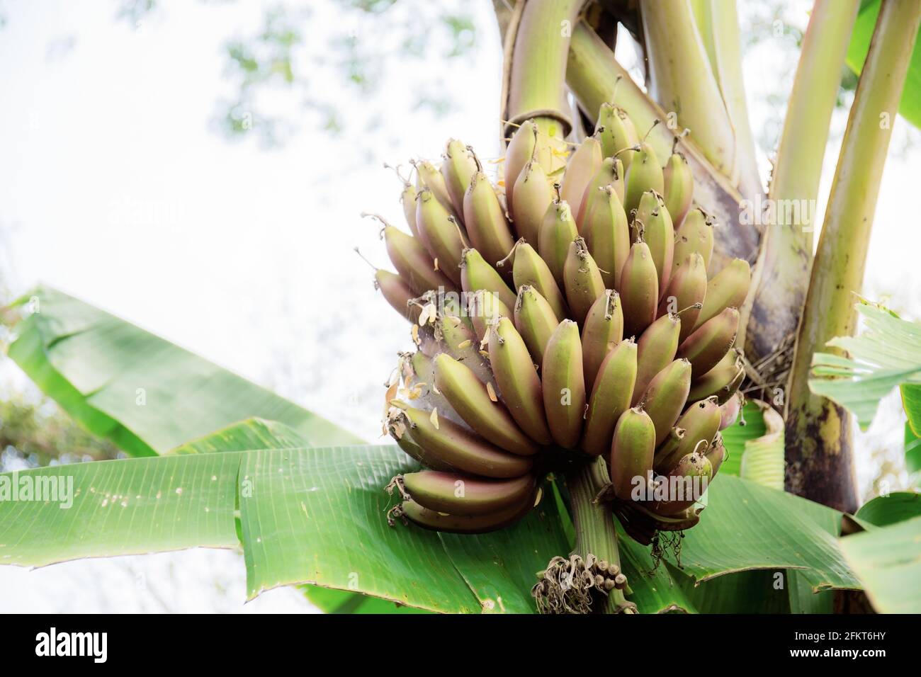 Banana on tree in farm with the sunlight at sky Stock Photo - Alamy