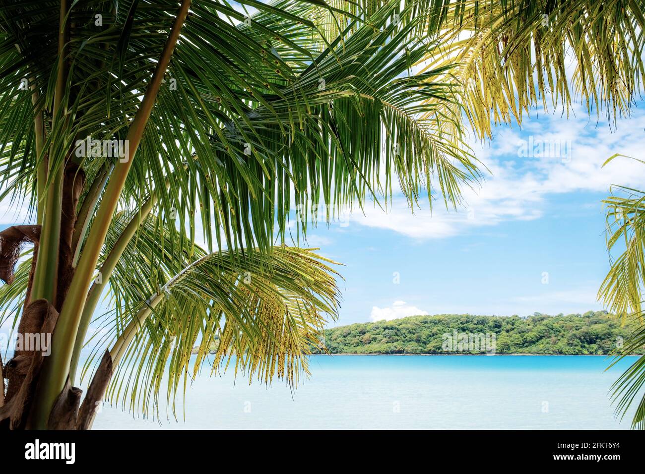 Coconut tree at sea with the blue sky in summer Stock Photo - Alamy