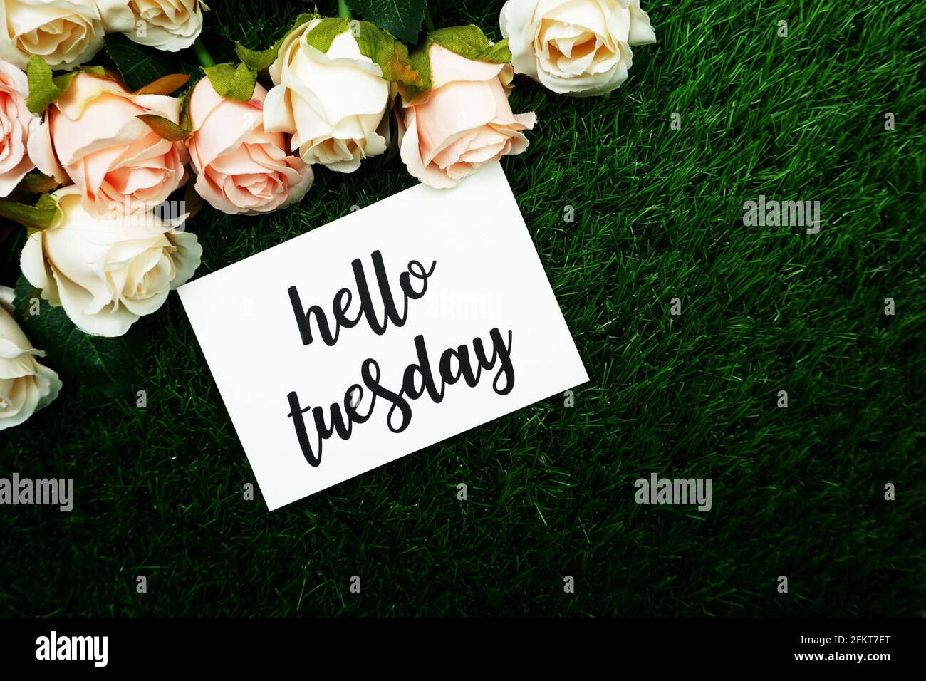 Hello Tuesday text message written on paper card with roses flower ...
